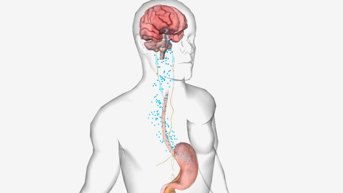 The Gut-Brain Secret: 10 Foods That Fight Age-Related Memory Decline ...